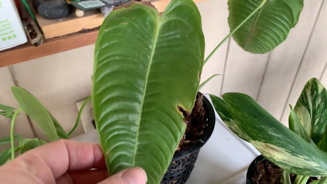 Growing Anthurium Veitchii in Sphagnum moss and other tips/ideas for growing philodendrons ...