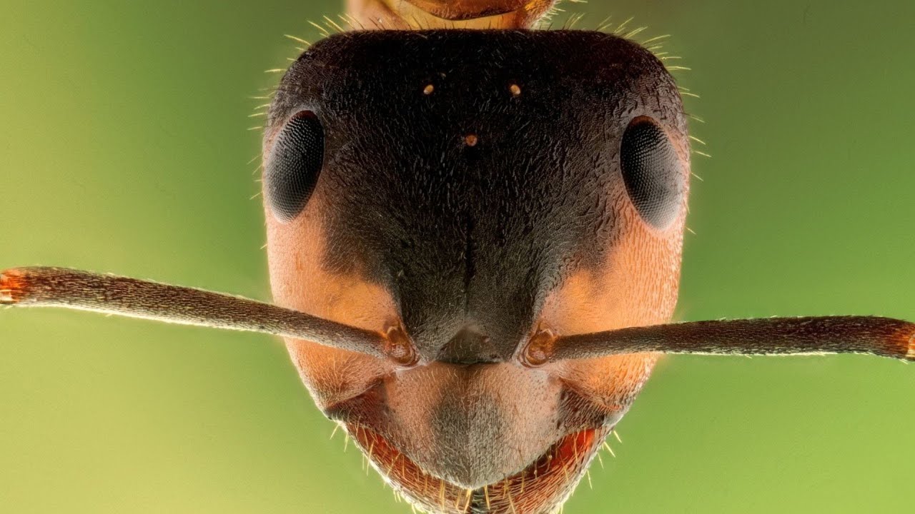 Do Ants Have Brains? - YouTube
