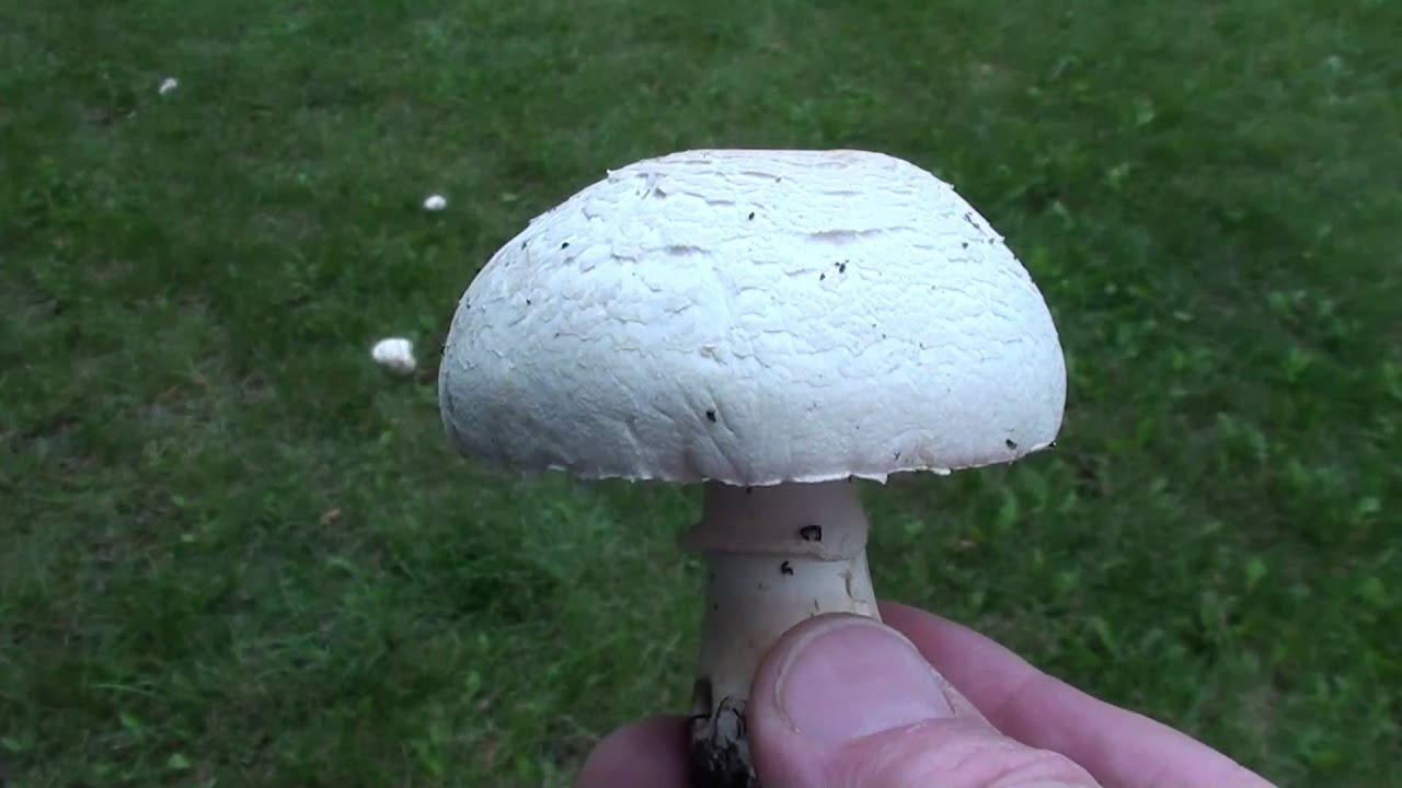 Meadow Mushroom (Agaricus?) Close-up - YouTube