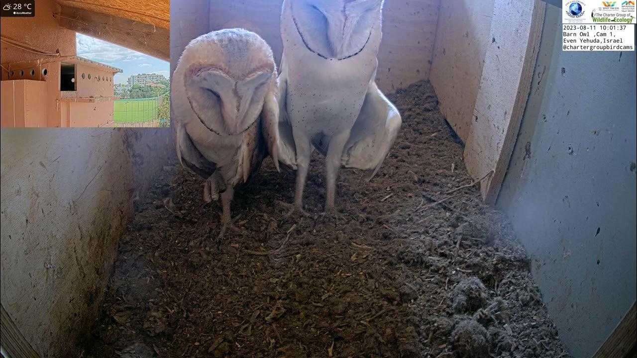 Cute Sleeping Barn Owl Babies - Don't Miss These Little Cuties! - YouTube