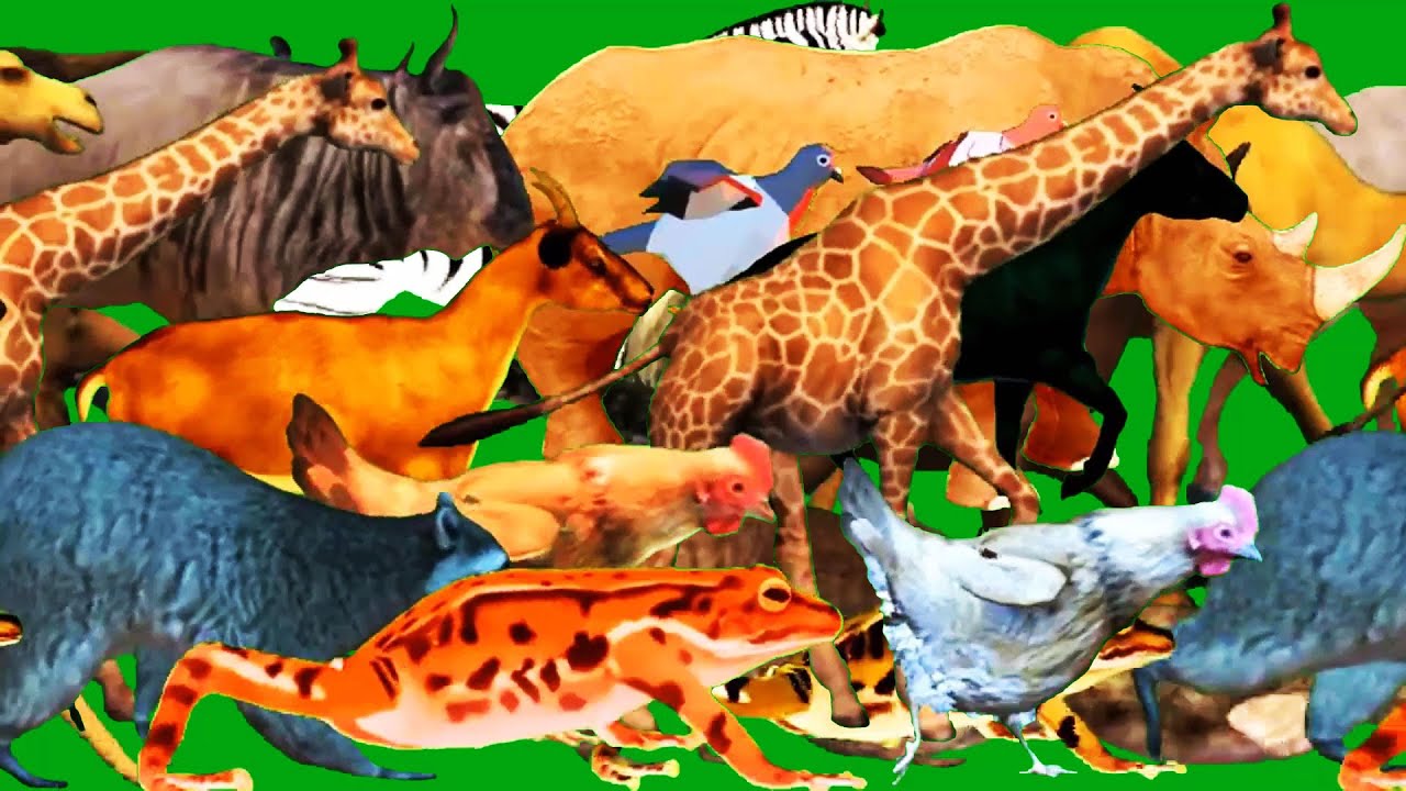 Animals vs Dinosaurus 2 Videos Left Right Animals HD Green Screen Video ...