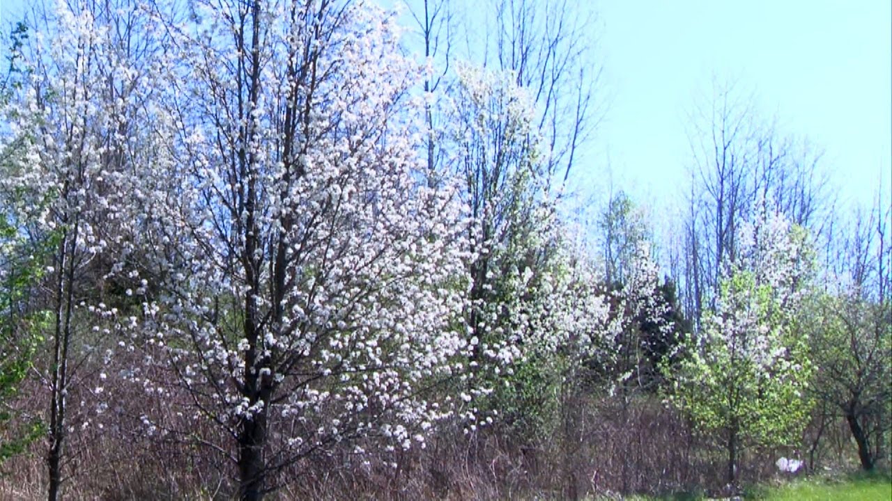 Environmentalists hope you'll help get rid of these invasive pear trees ...