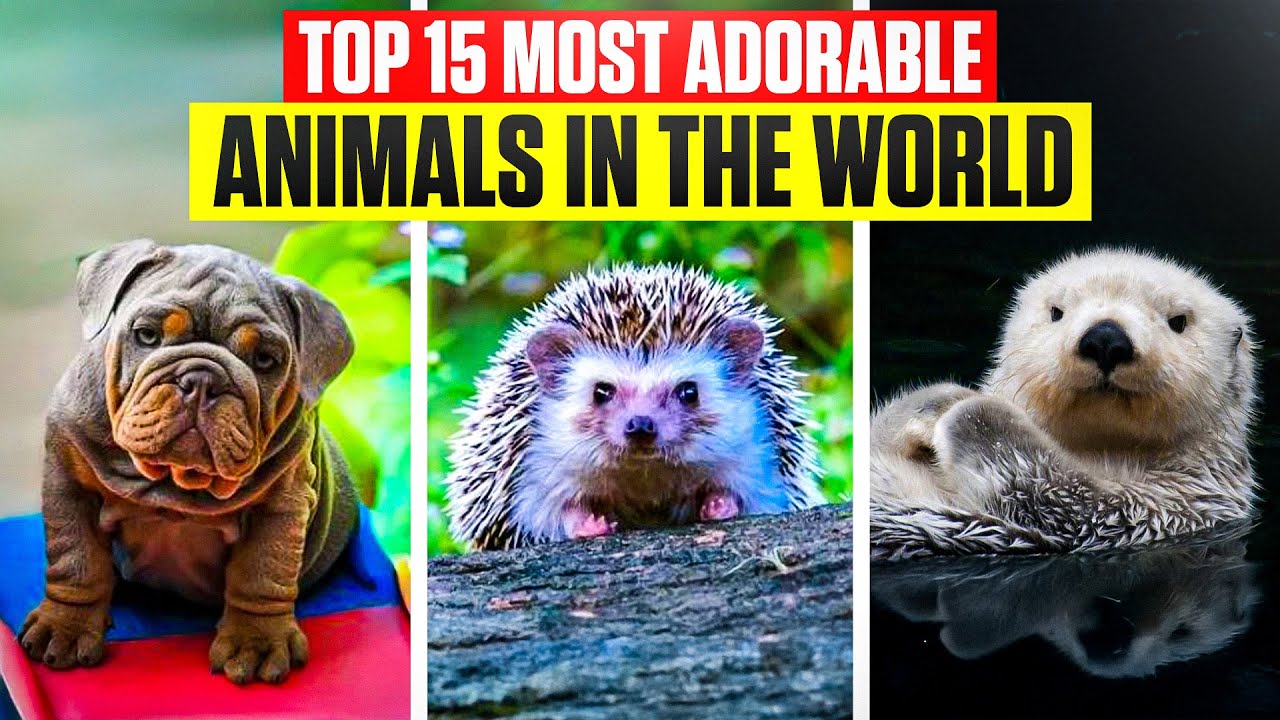 Top 15 Most Adorable Animals In The World - YouTube