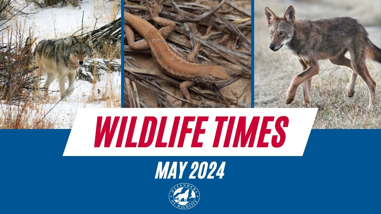 May Wildlife Times - YouTube