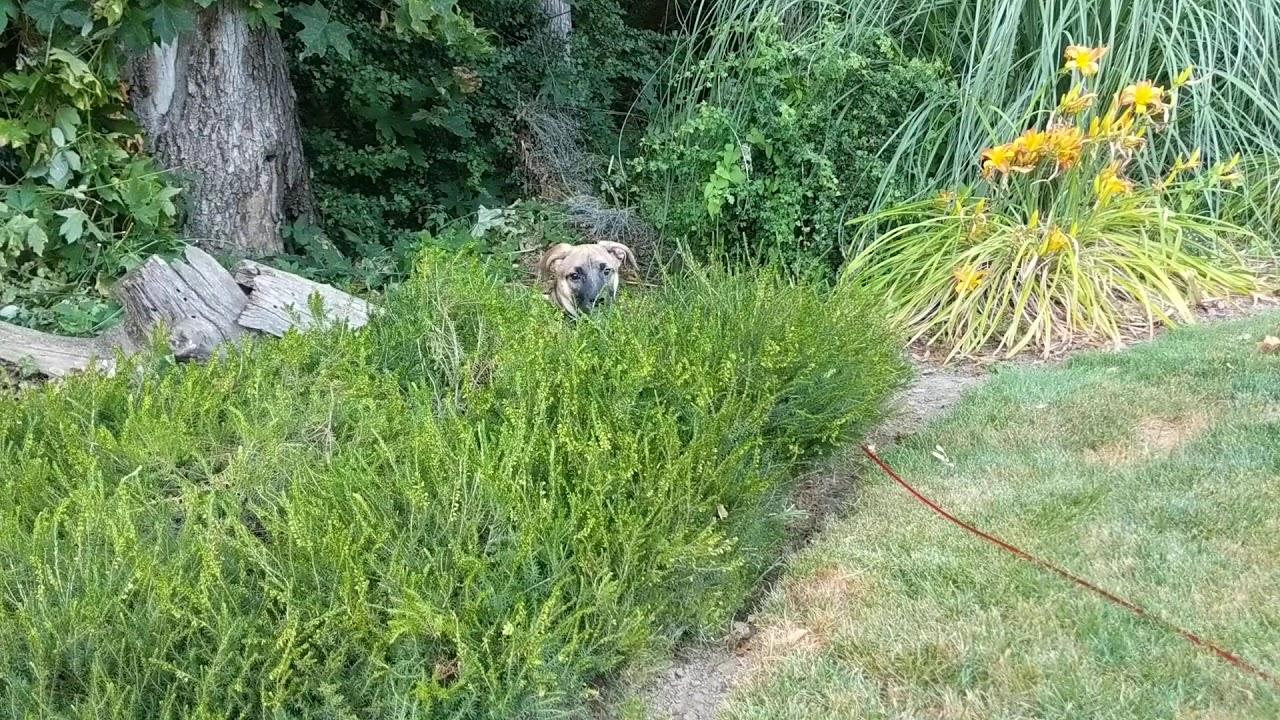 Zoomies 2 YouTube zoomies-2-youtube