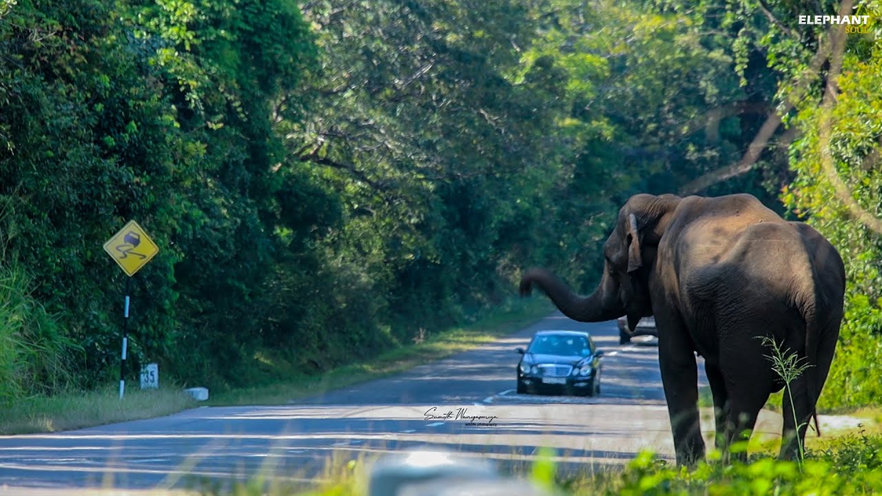 Tourists take pictures with the elephant that came near the road ...