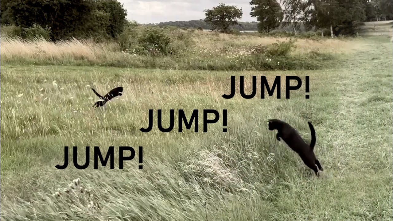 Martin jumping around in tall grass during a run to the bench - YouTube