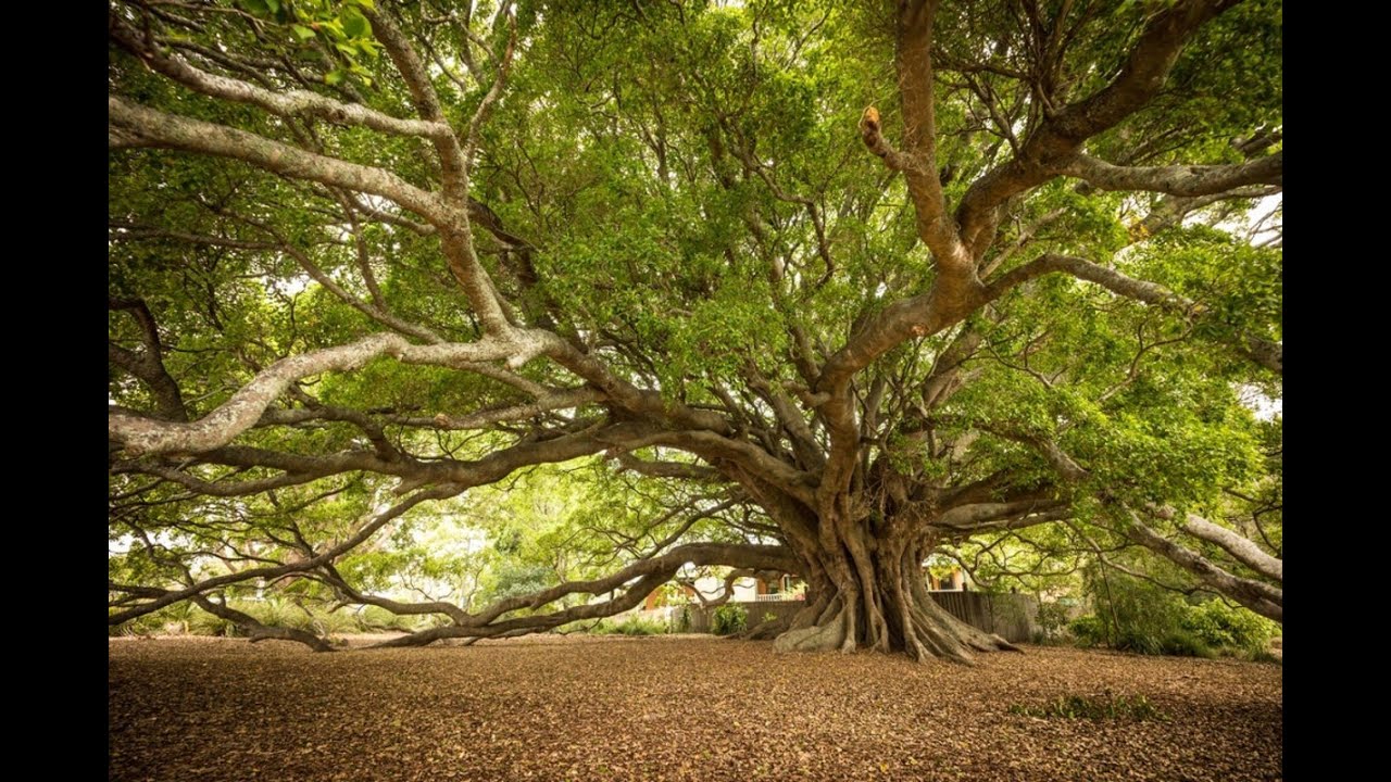 Fig Tree Generation - YouTube