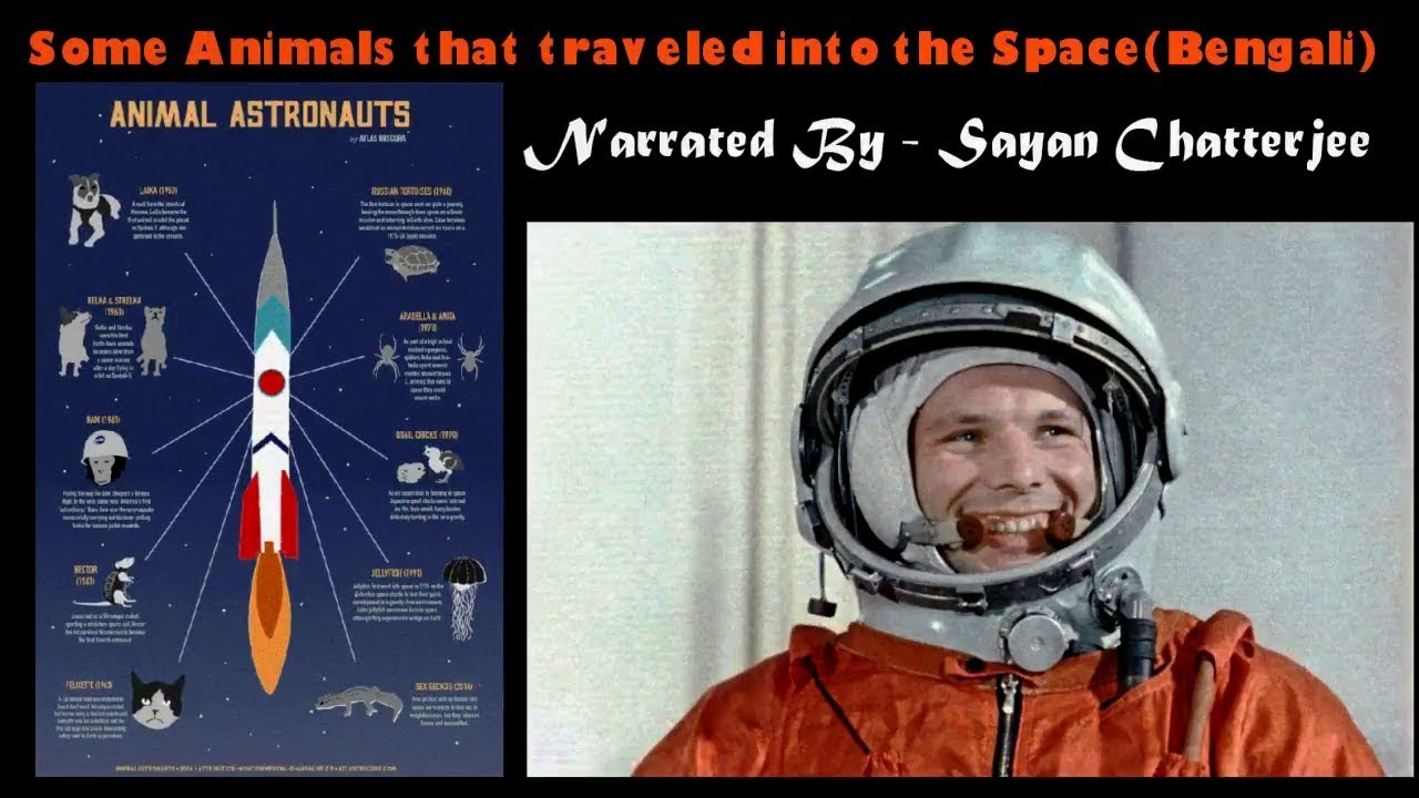Animals Into The Space Facts YouTube animals-into-the-space-facts-youtube