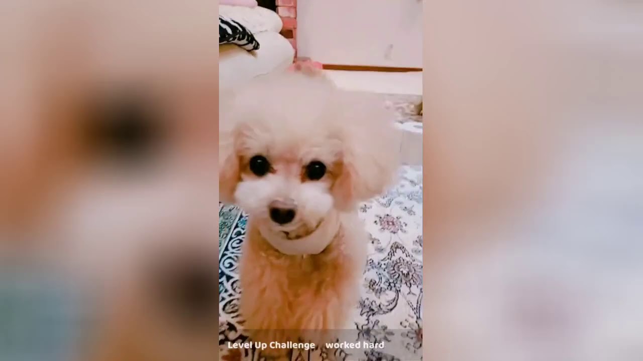 Dogs' Level Up Challenge! Who will be the winner? - YouTube