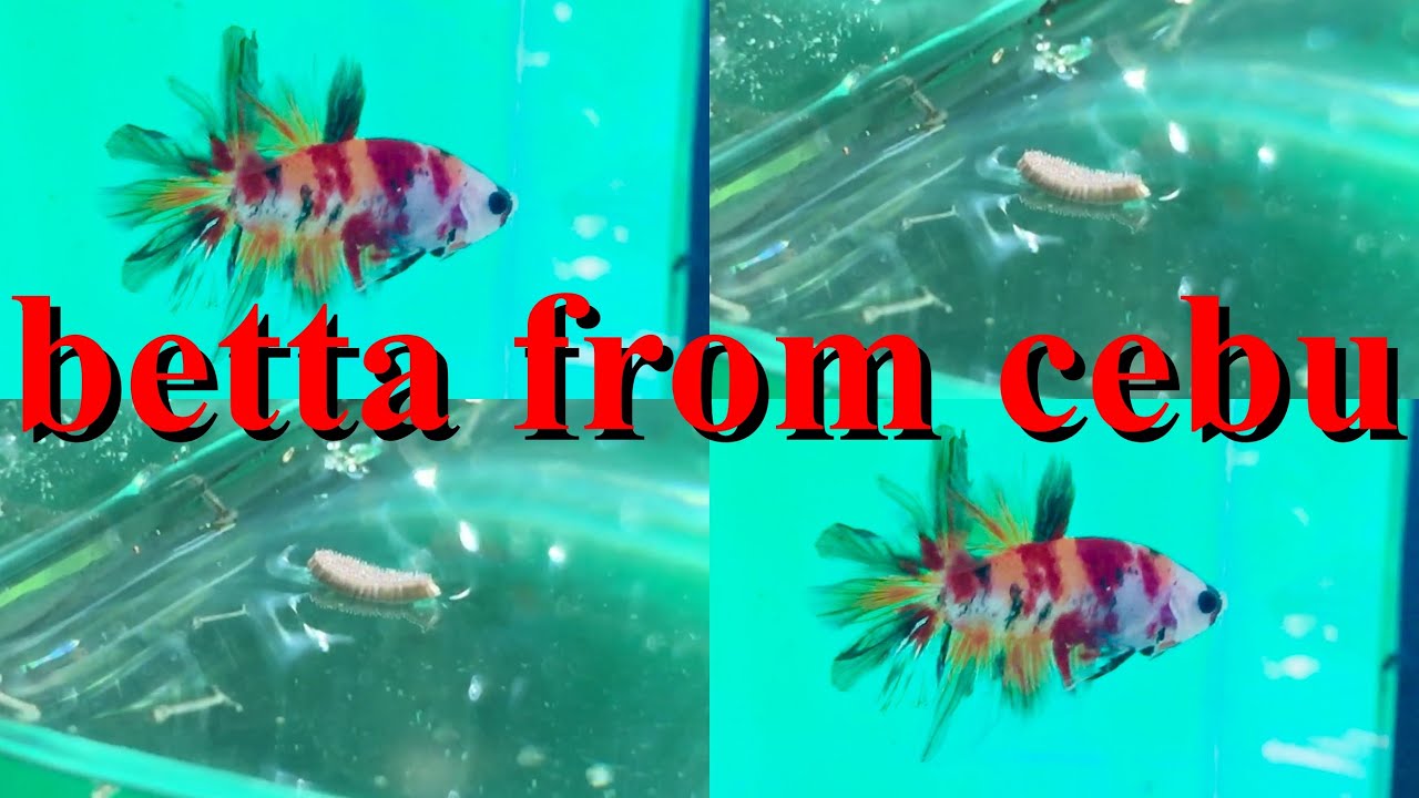 betta collection from cebu - YouTube