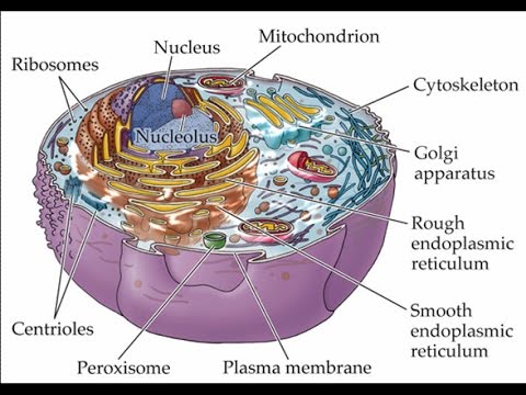 Orgánulos celulares - Biología - YouTube