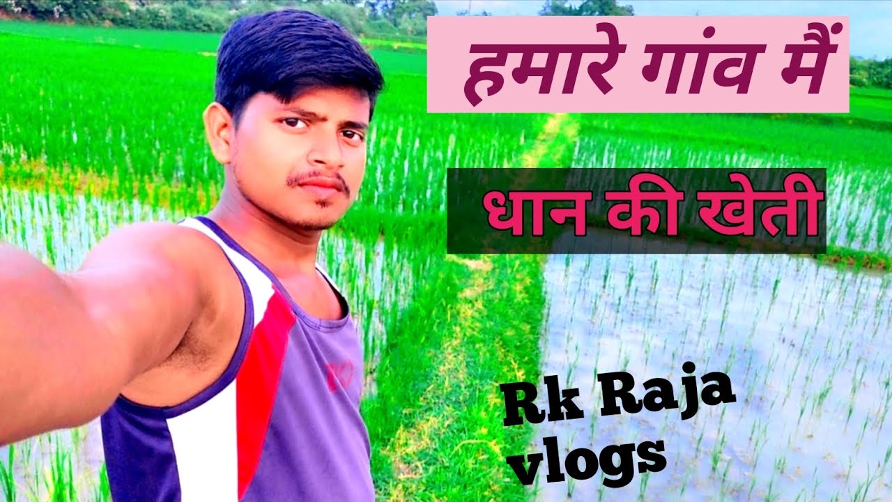 हमारे गांव में धान की खेत 🙂🙂 kesan video# Rk Raja vlogs view 1000M ...