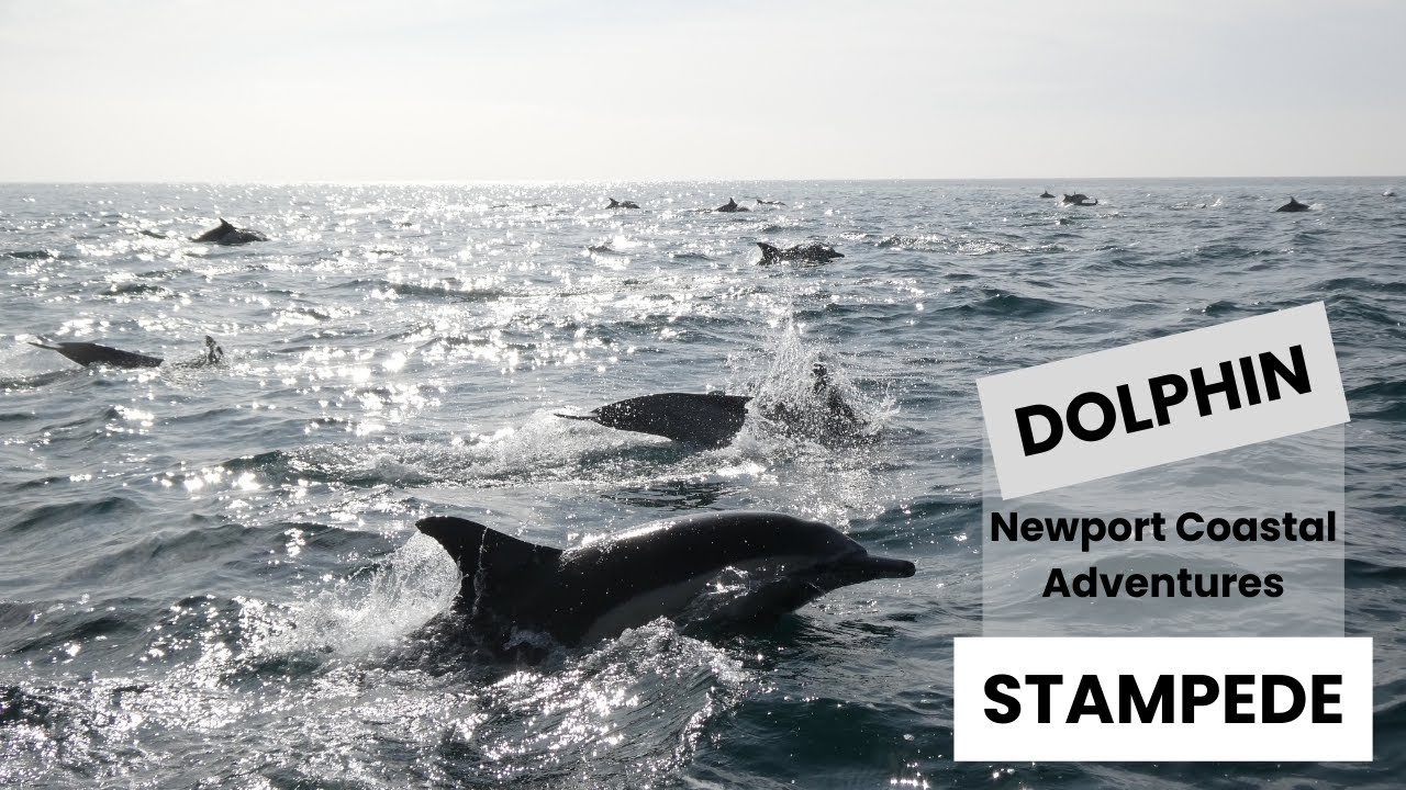 Common Dolphin Super Pod Stampede! January Newport Beach California ...