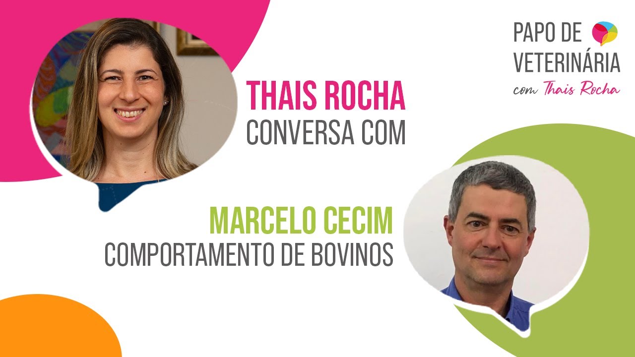 Comportamento de vacas leiteiras, com Marcelo Cecim (@traduzindovacas ...