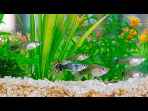 How to keep guppy fish//. Keeping guppy fish in aquarium//(Guppi fish ...