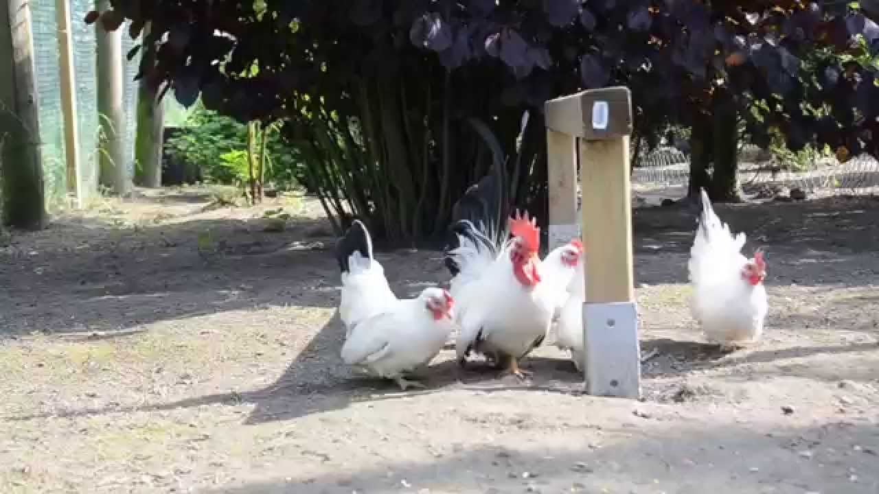 Japanese Bantam Chabo Siro Zuchtstamm Chabozucht Zwerghühner Chicken ...