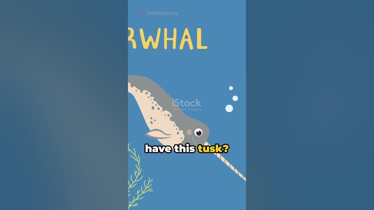 The Mysteries of the Arctic: Exploring the Enigmatic World of Narwhals - YouTube