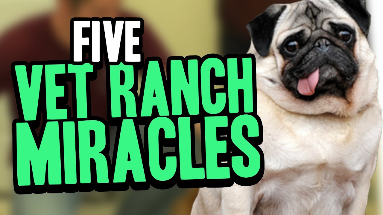 5 Vet Ranch Miracles (Cuteness Overload) - YouTube