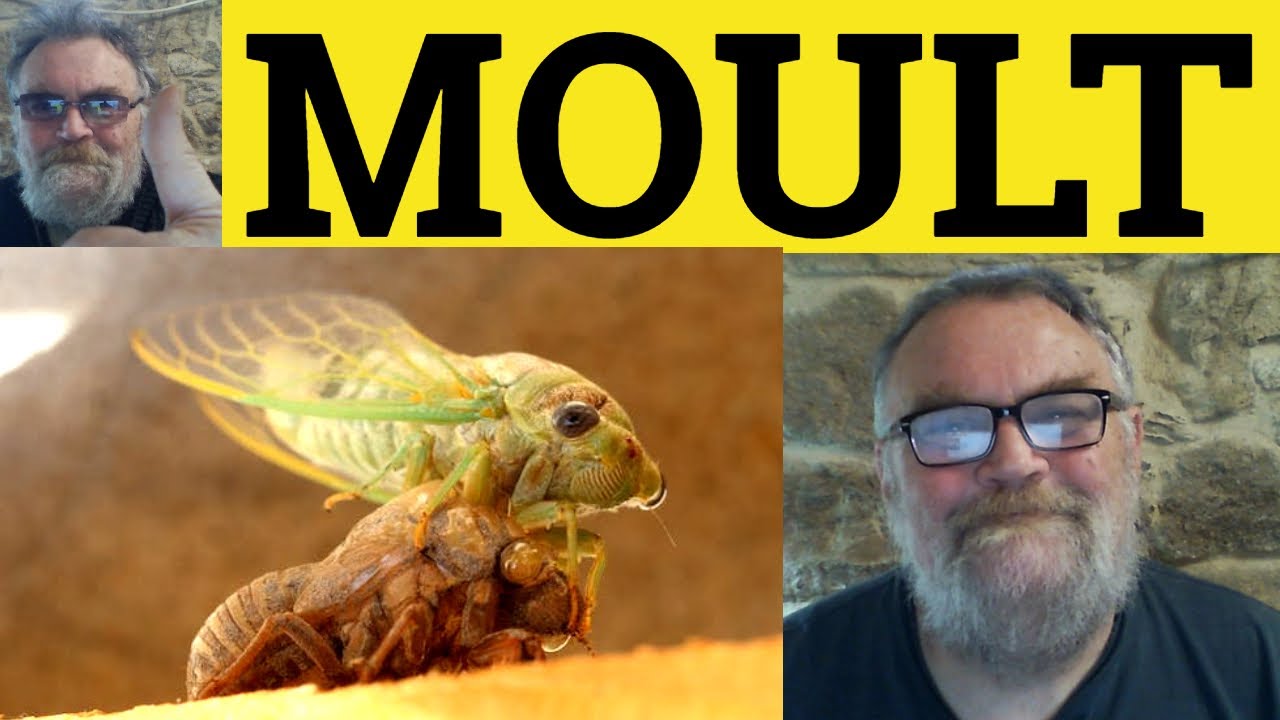🔵 Molt Meaning - Exuviate Examples - Moult Definition - Exuviate Moult ...
