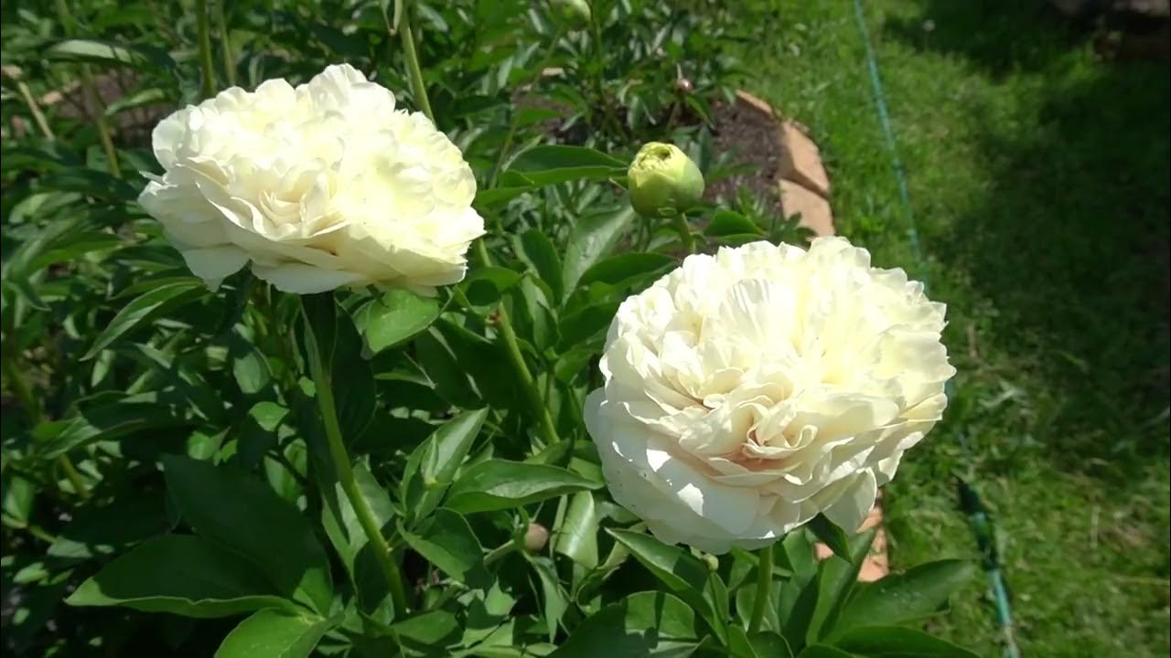 пион Блонд Вижн / Blonde Vision / -Don Hollingsworth, 2010, США. - YouTube