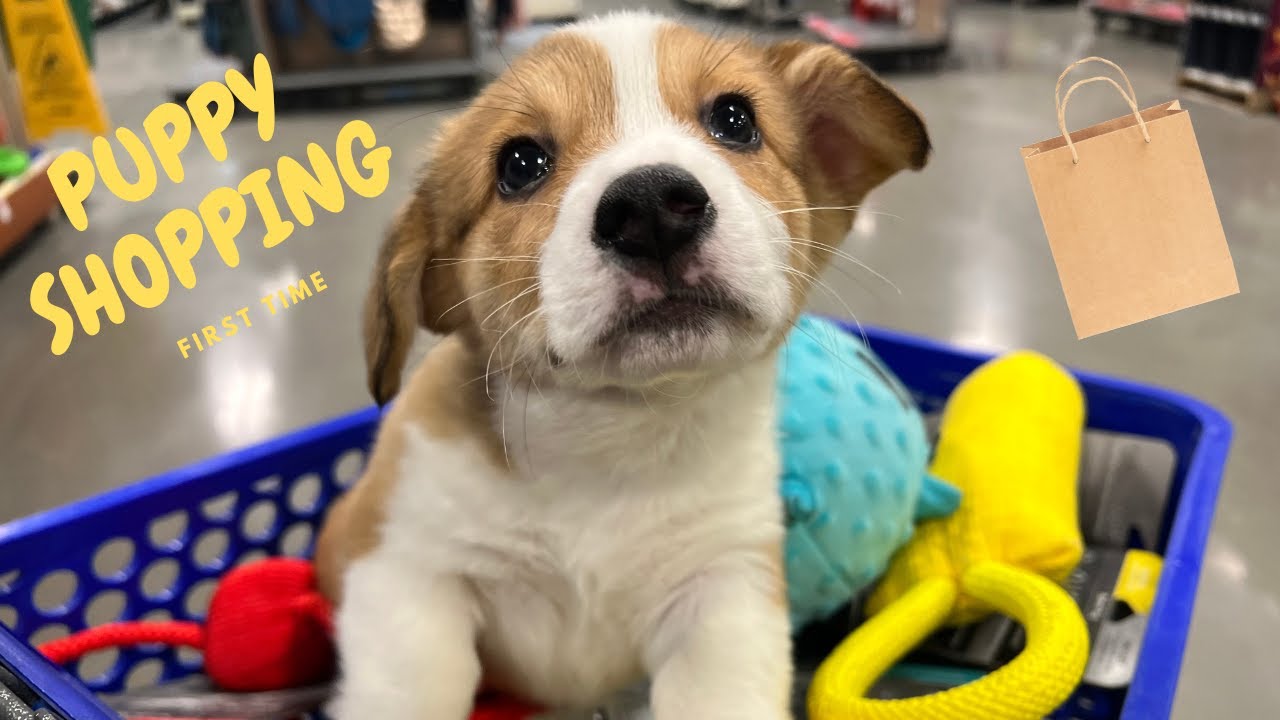 NEW PUPPY GOES ON SHOPPING SPREE! FIRST TIME PUPPY SHOPPING - YouTube