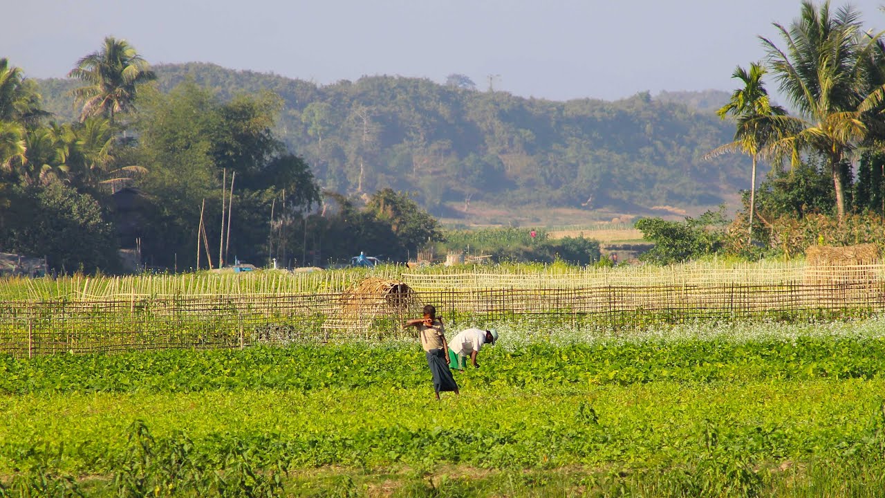 The Beauty of Buthidaung-ဘူးသီးတောင်ရဲ့ အလှတရား - YouTube