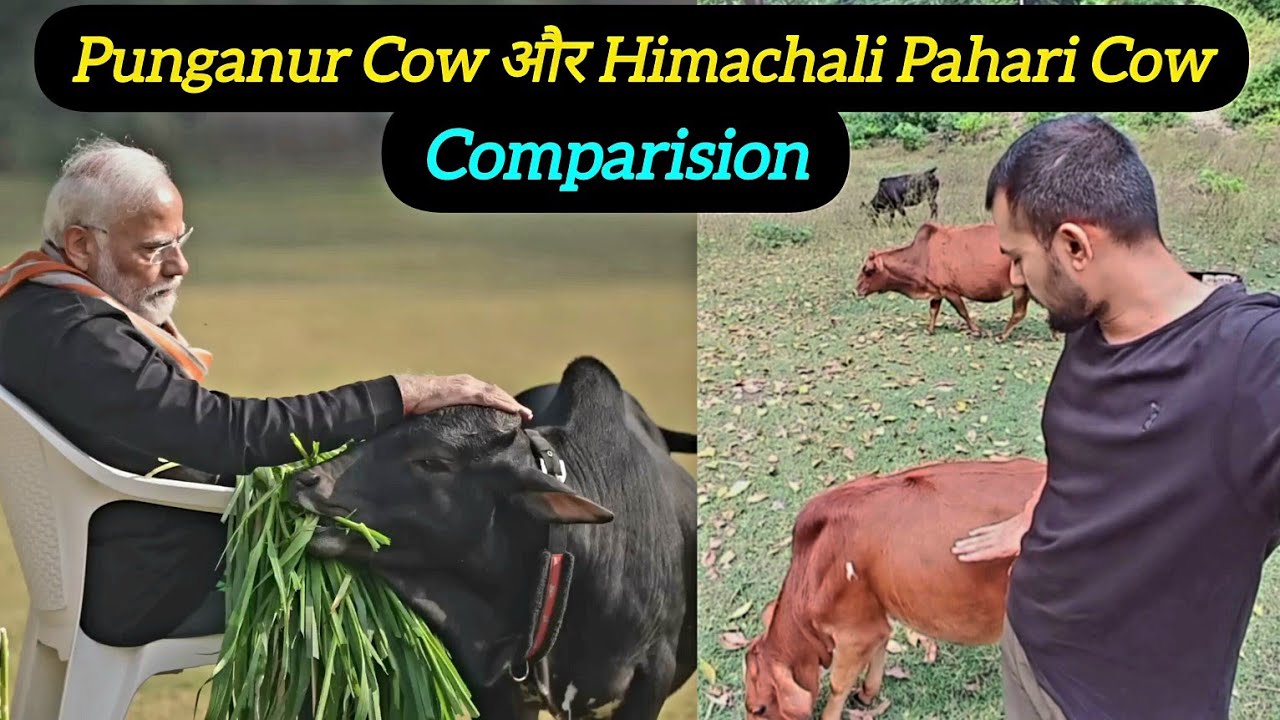 Punganur Cow v/s Himachali Pahari Cow || Punganur cow | PM Modi | - YouTube