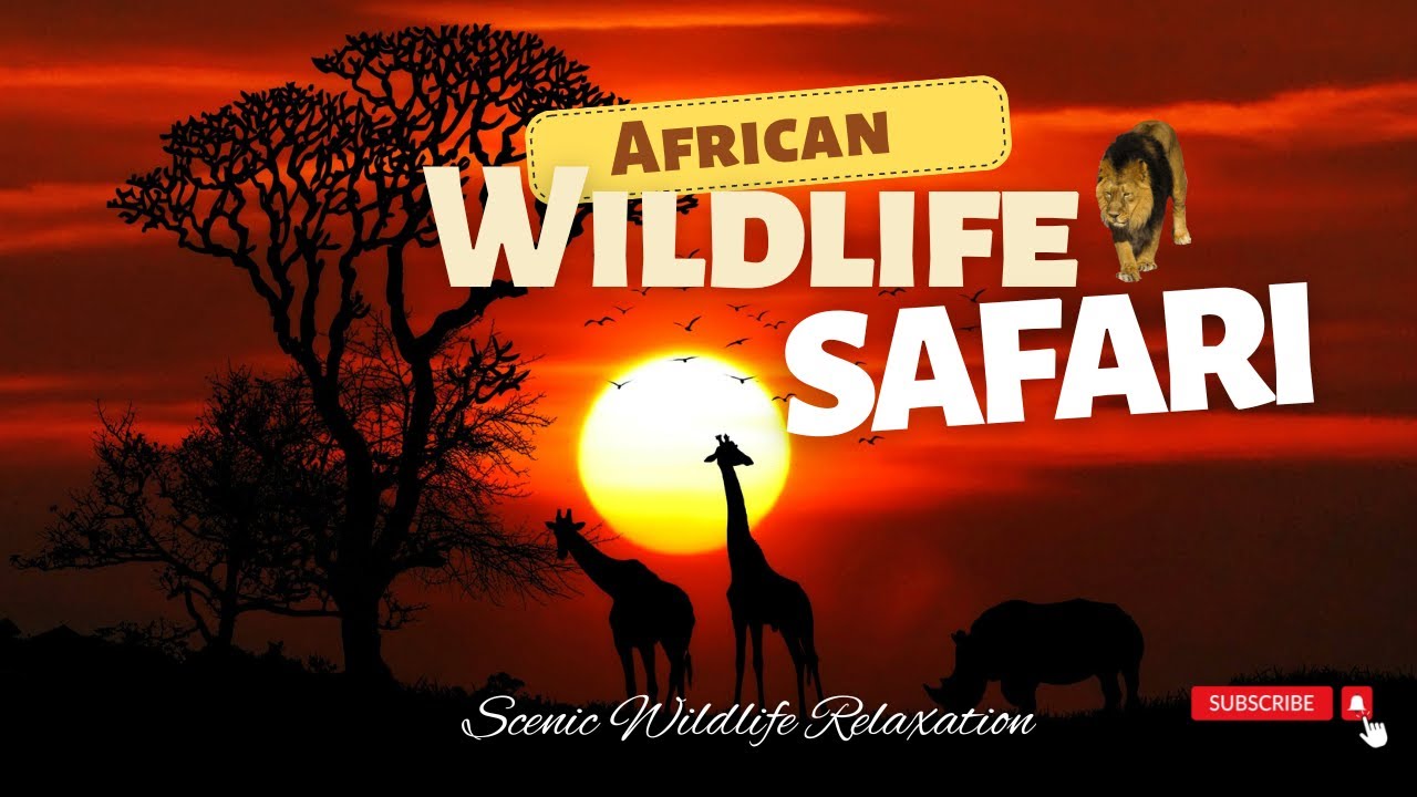 African Safari 4K |ANIMAL KINGDOM , ULTIMATE Scenic Wildlife with ...