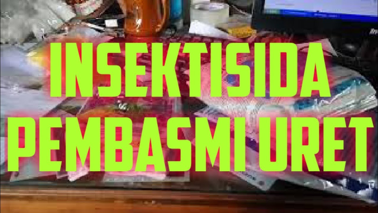 Insektisida Paling Ampuh untuk Mengatasi Serangan Uret - YouTube