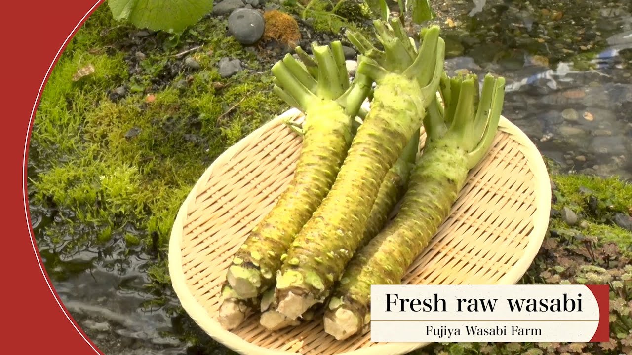 [Wasabi] Genuine, spring water grown wasabi ― Fujiya Wasabi Farm ...