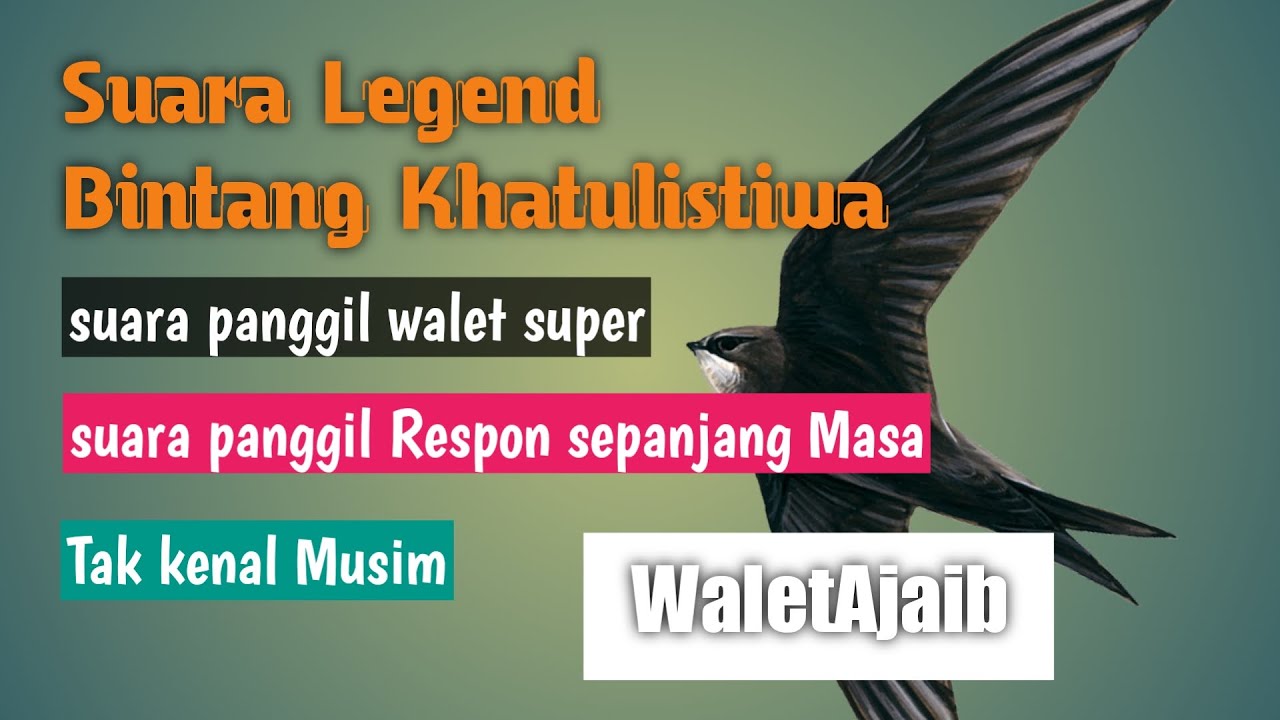 Suara Panggil Walet (SP.Bintang Khatulistiwa)#suarapanggilwalet # ...