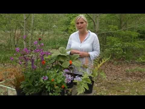 How To Combine Trees And Shrubs