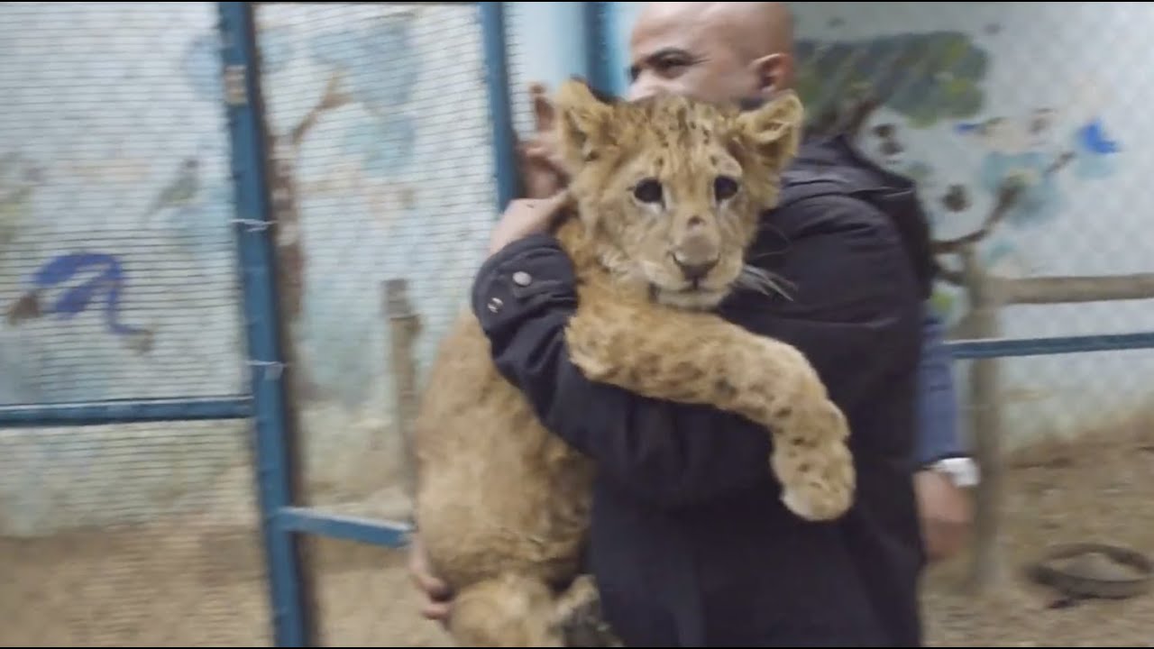 FREEDOM for zoo animals in Jordan! 😄 - YouTube