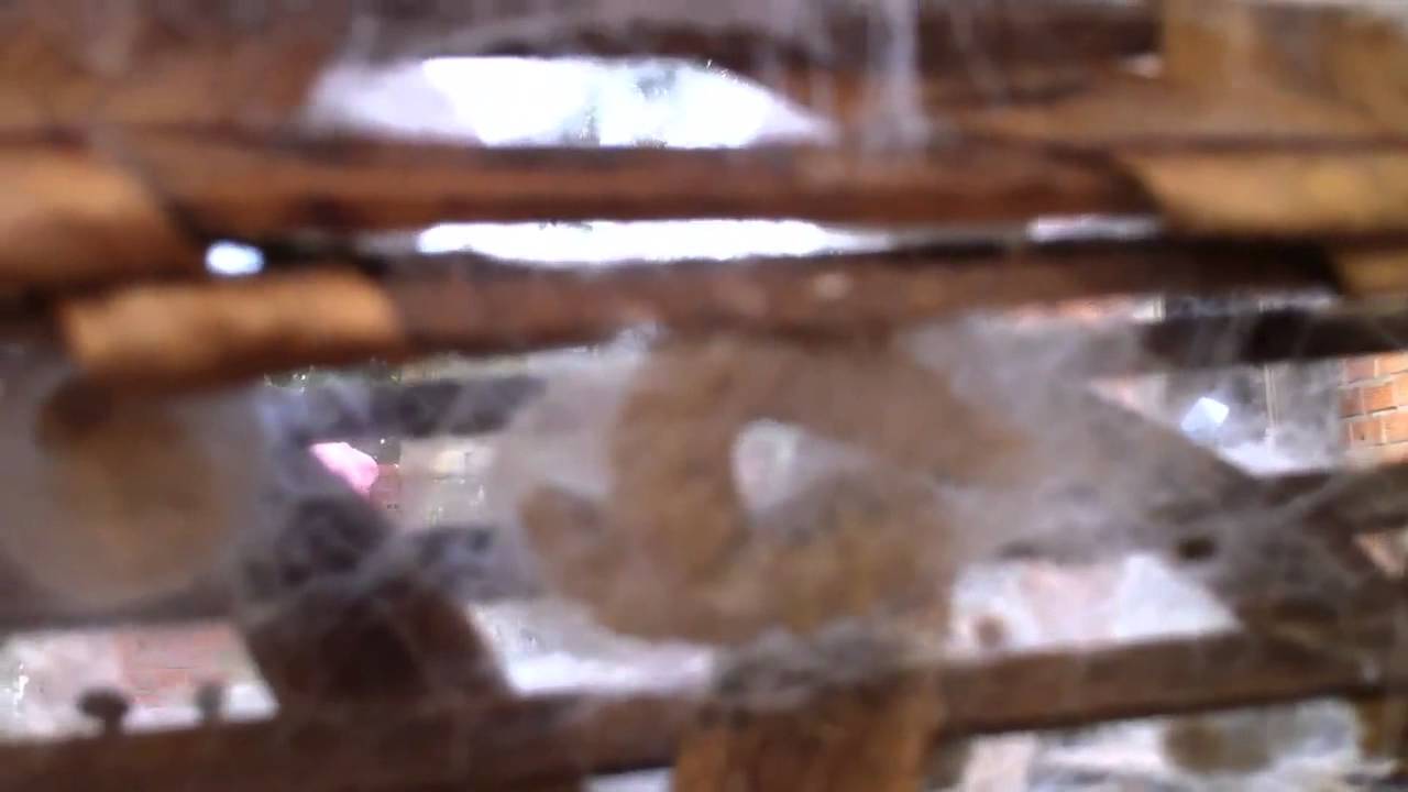 Silk Caterpillar making his cocoon - YouTube