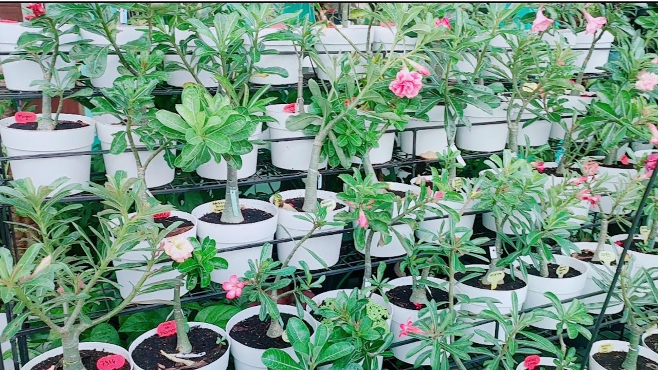50+VARIETIES OF RARE GRAFTED ADENIUM PLANTS WITH NAME//AMAZING ...