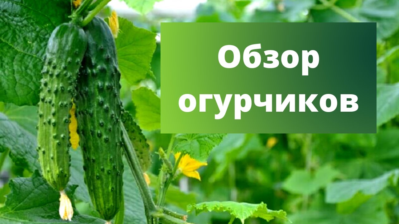 ШИКАРНЫЕ ЗЕЛЕНЦЫ | Обзор урожайных сортов огурцов - YouTube