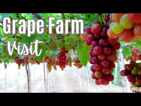 cumbum grape farm visit | cumbum tourist places | theni grape farm ...