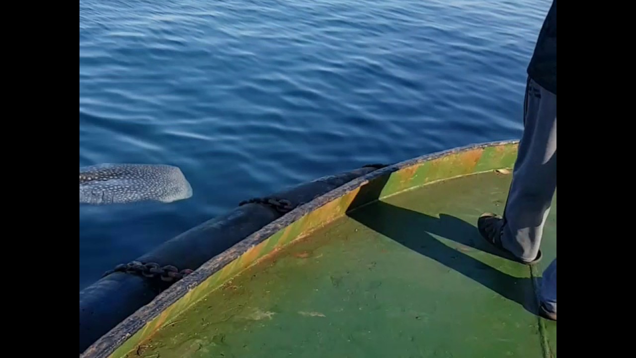 Exploring Beautiful East Africa Coast line - Whale Shark in Somali ...