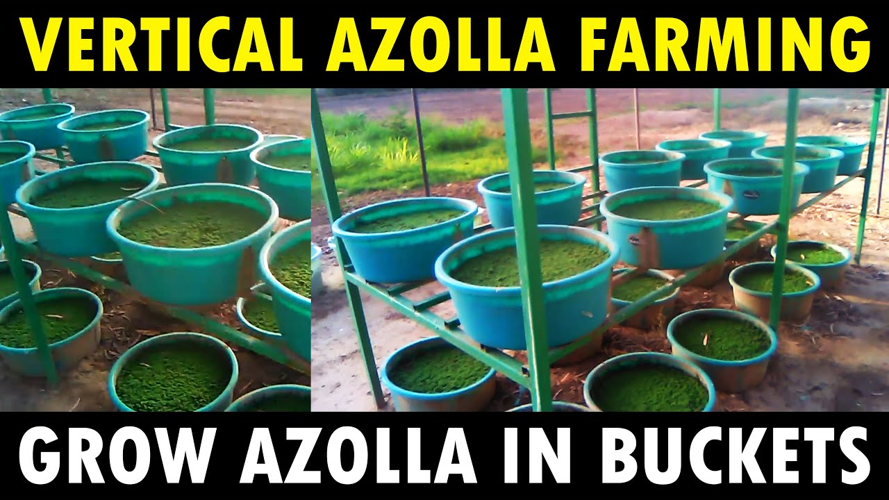 Vertical Azolla Farming | Growing Azolla in Bucket | How to grow Azolla at Home | Azolla ...