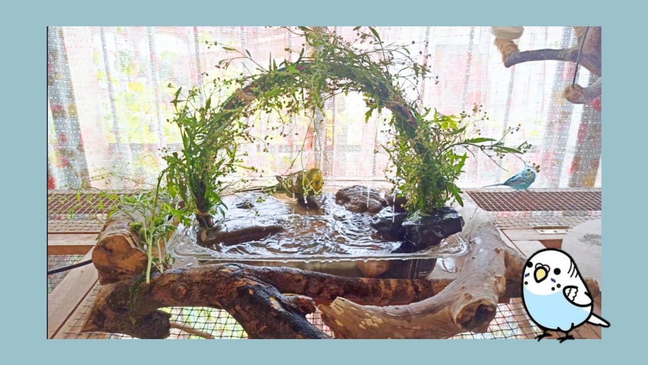 Bañera casera para aves | DIY | Periquitos Australianos - YouTube