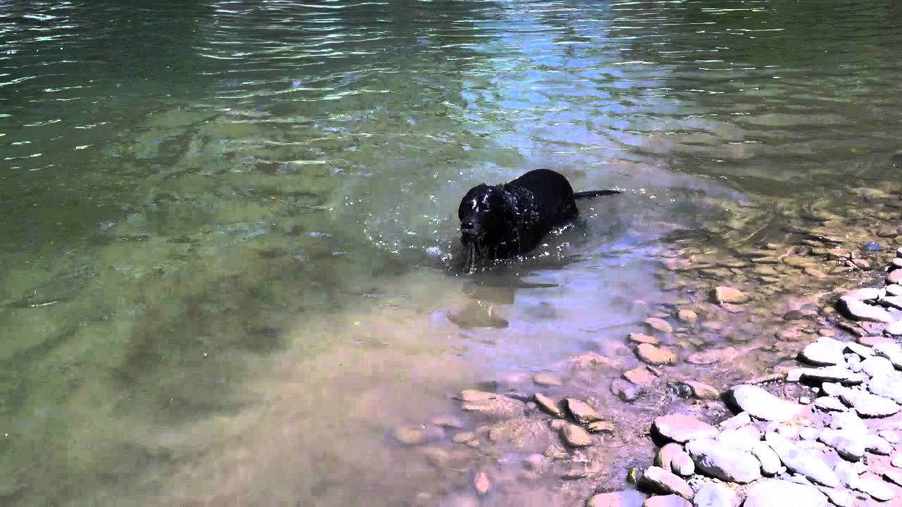 Black Lab Diving for Rocks - YouTube