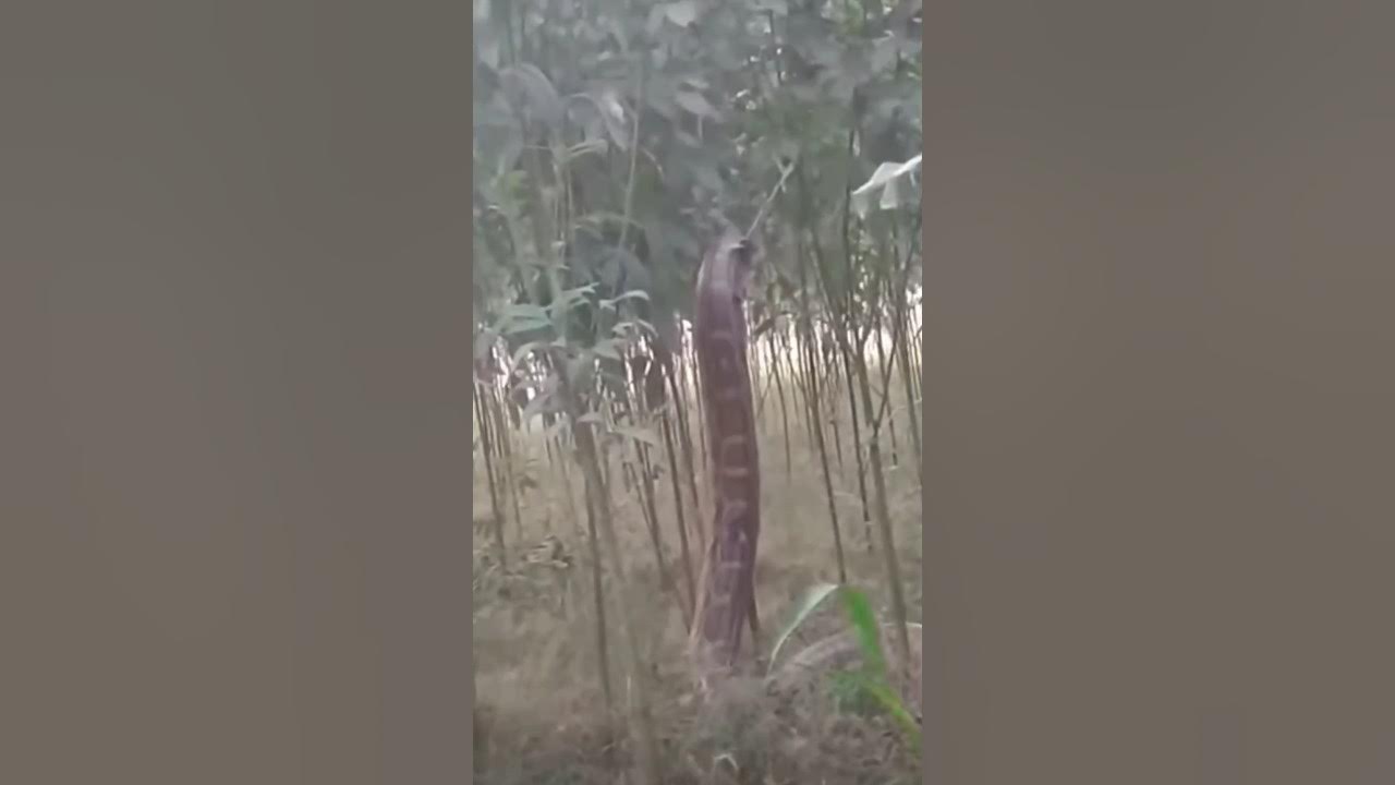 The giant python - YouTube