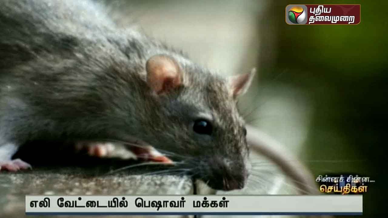Pakistan's Peshawar announces cash reward of Rs 25 For killing a rat ...