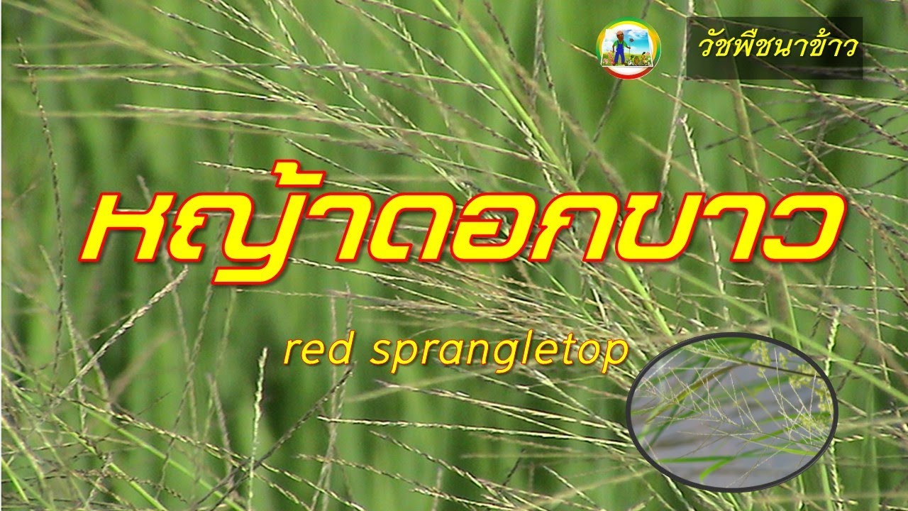 หญ้าดอกขาว(red sprangletop)วัชพืชนาข้าว - YouTube