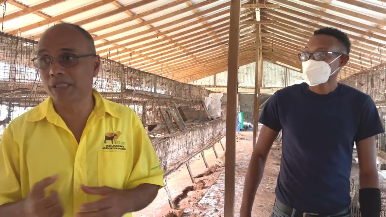 LARGE SCALE RABBIT FARMING IN JAMAICA - YouTube