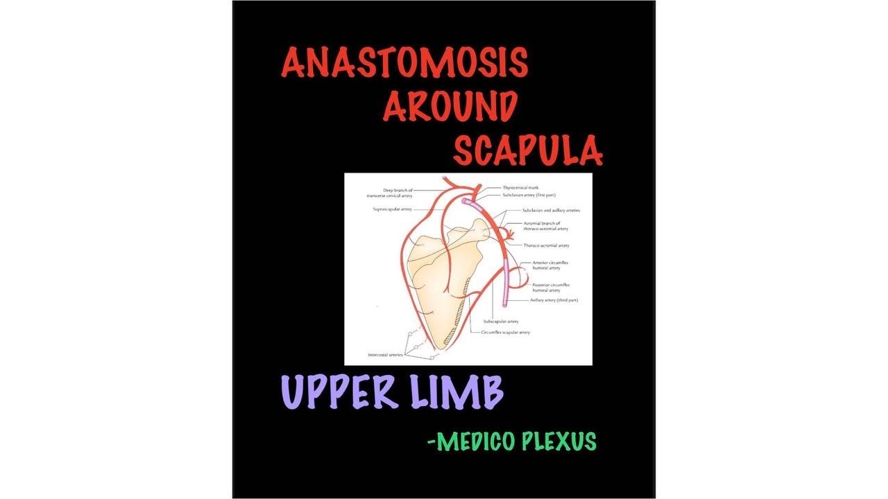 Anastomosis Around Scapula | Upper Limb | Anatomy - YouTube