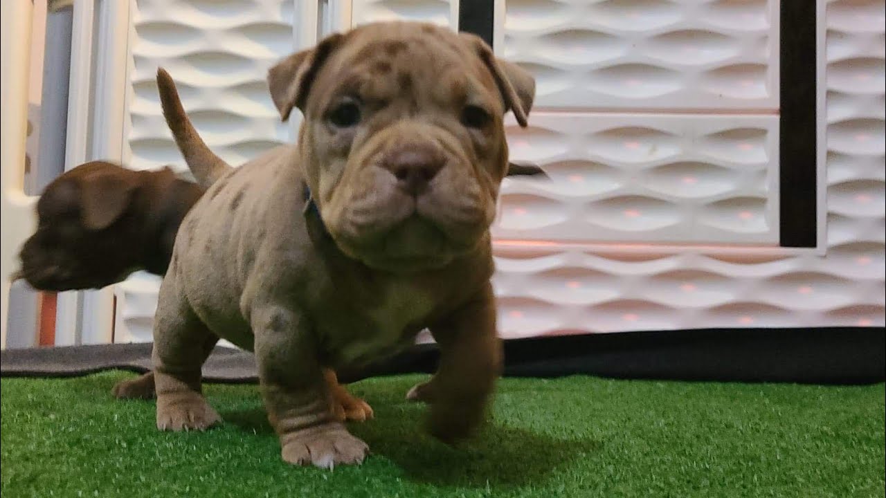 American bully Chocolate tri Merle Whelping To Weaning - YouTube