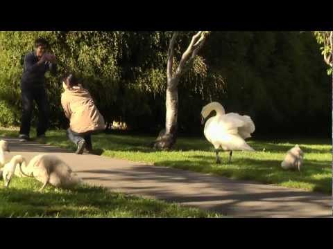 Swan Attacks Woman #3 in S.F. (Funny)