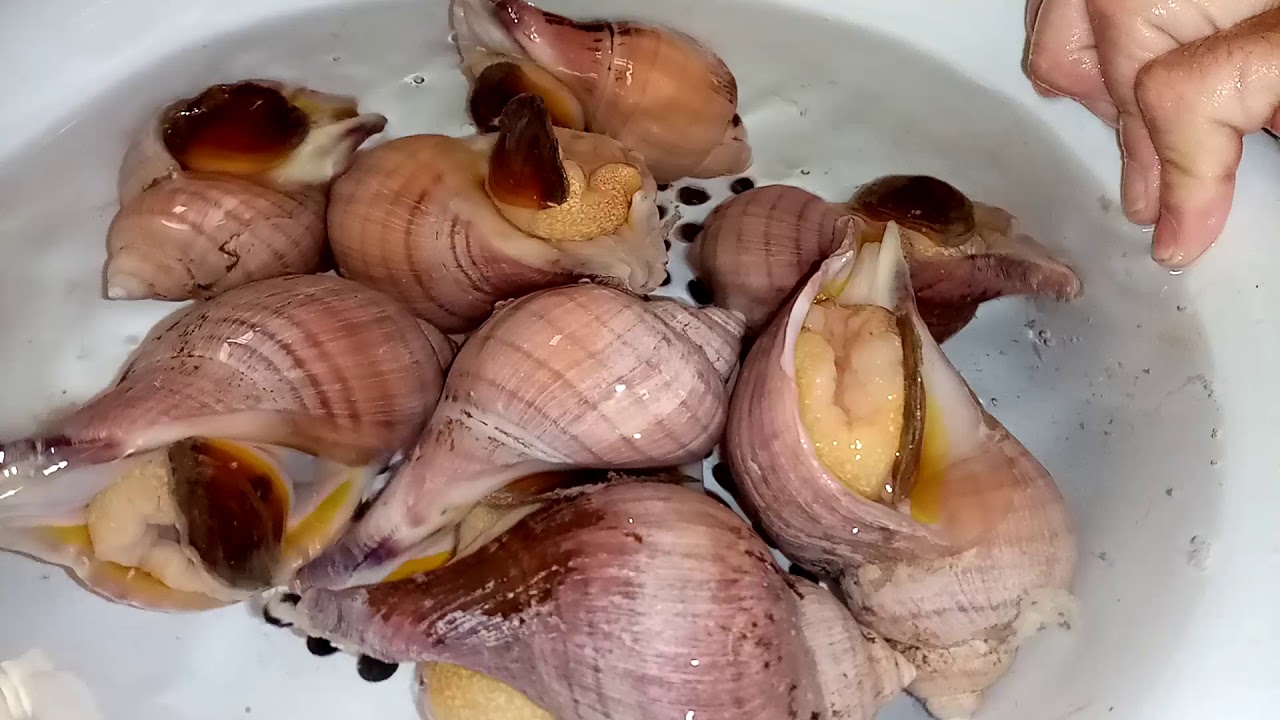 Mariscos vivos caracol trumulco - YouTube